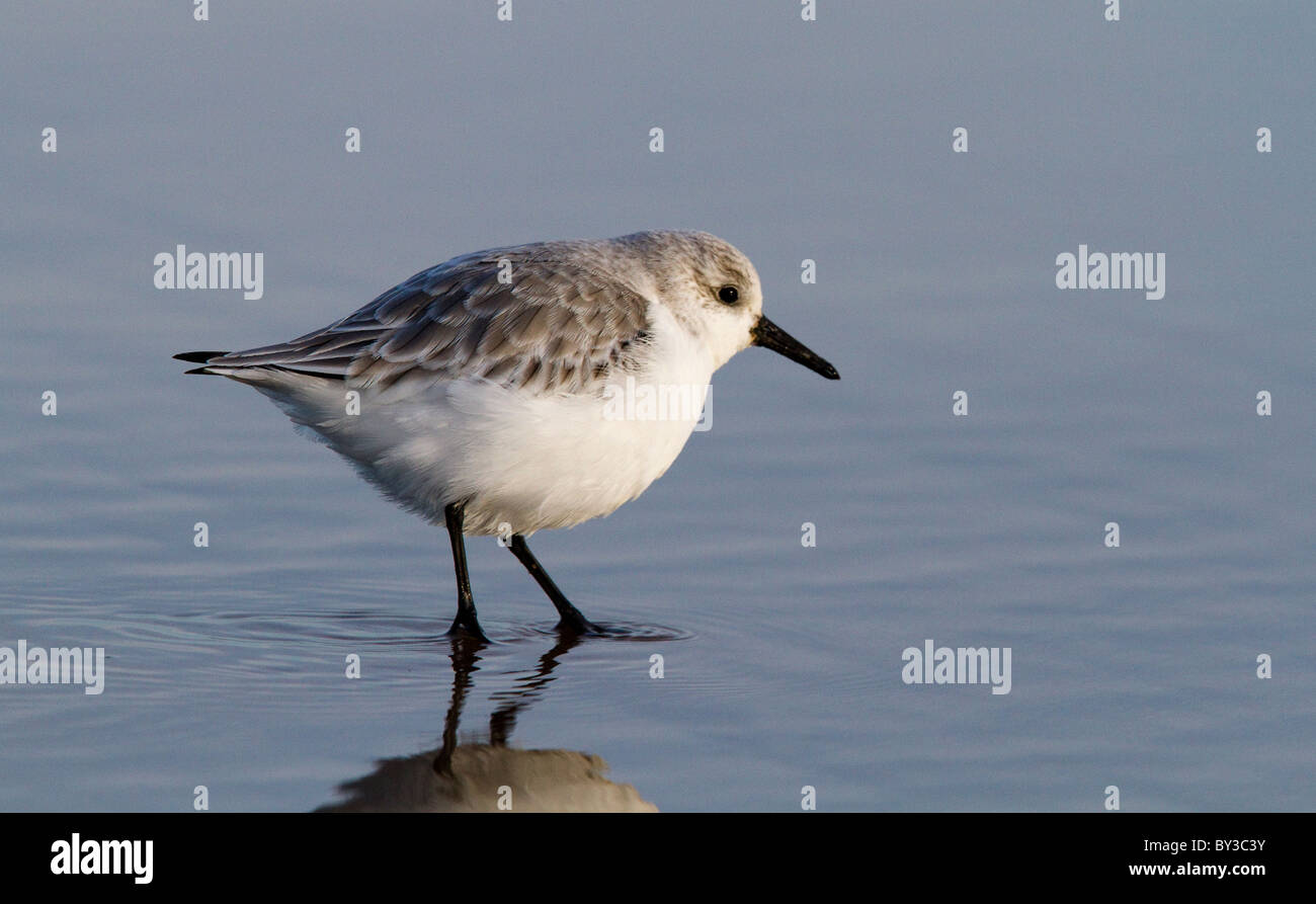 Sanderling sand beach hi-res stock photography and images - Alamy