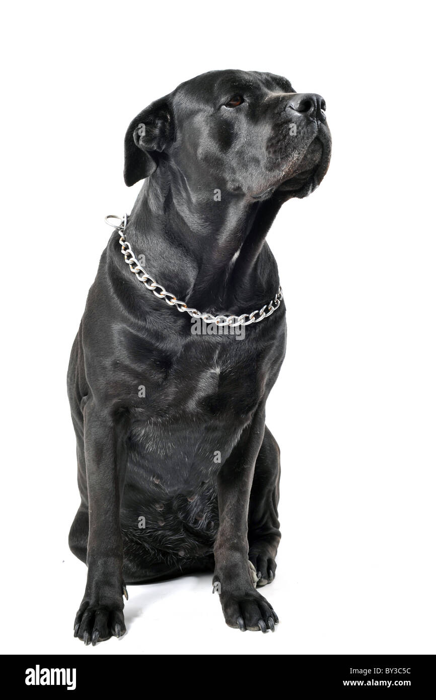 purebred italian mastiff in a white background Stock Photo - Alamy