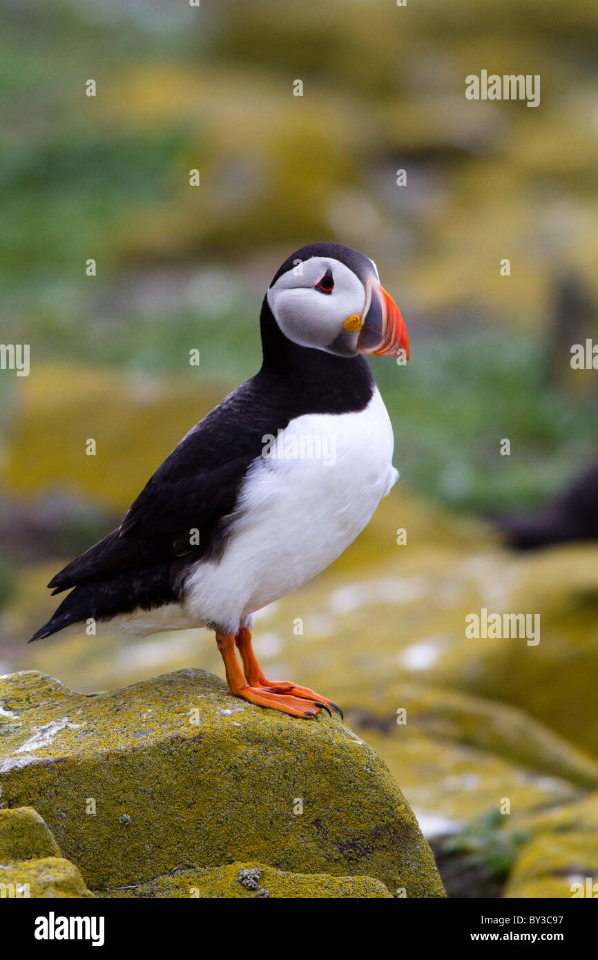 Atlantic puffin nesting on the ground at the farne island isles ...