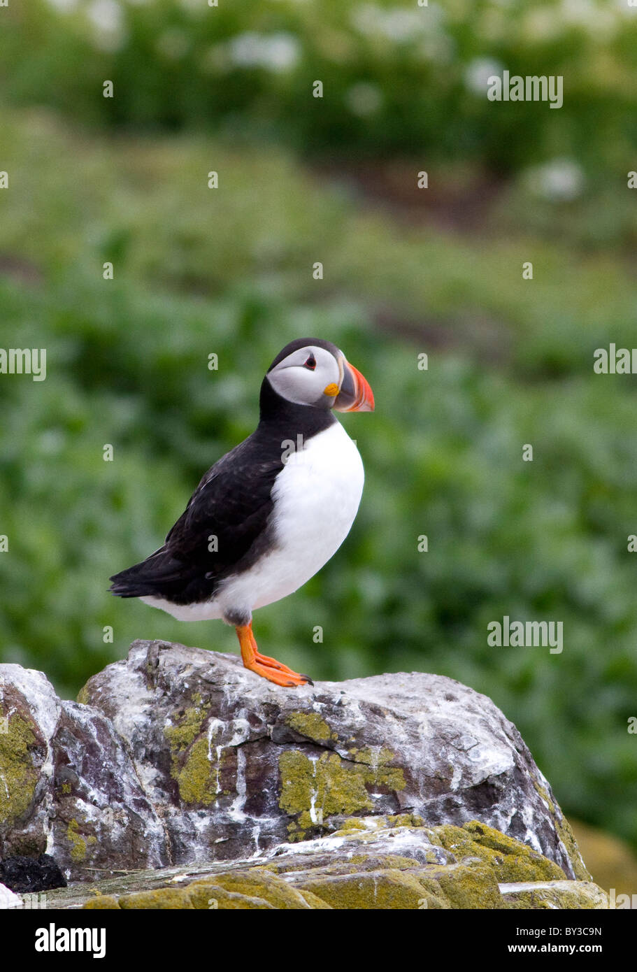 Puffin Nesting High Resolution Stock Photography and Images - Alamy