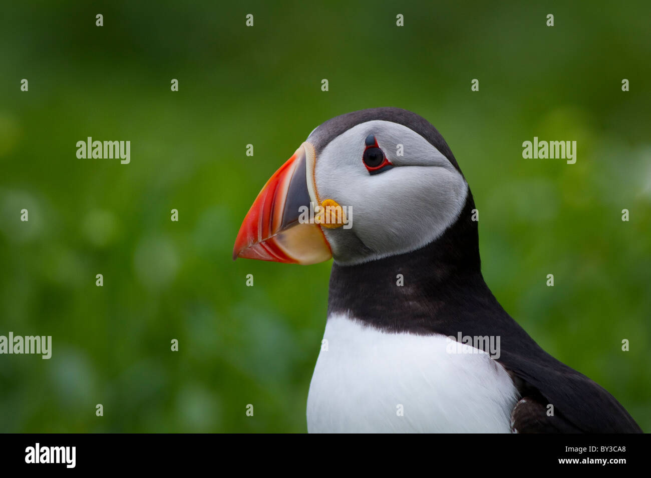 Atlantic puffin nesting on the ground at the farne island island isles ...