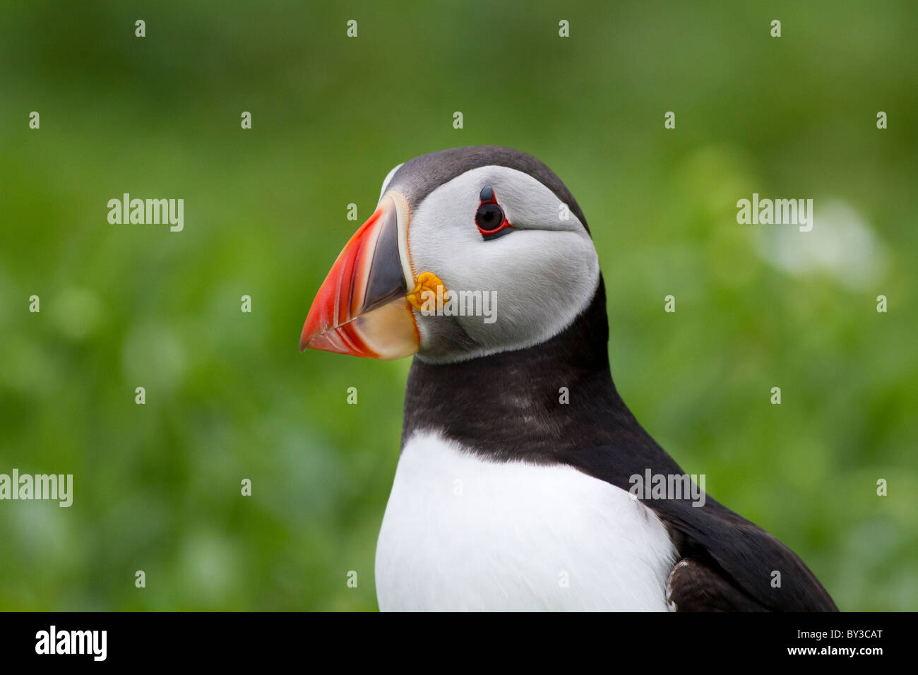 Atlantic puffin nesting on the ground at the farne island isles ...