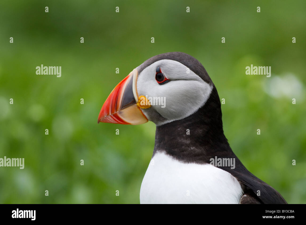 Atlantic puffin nesting on the ground at the farne island isles ...