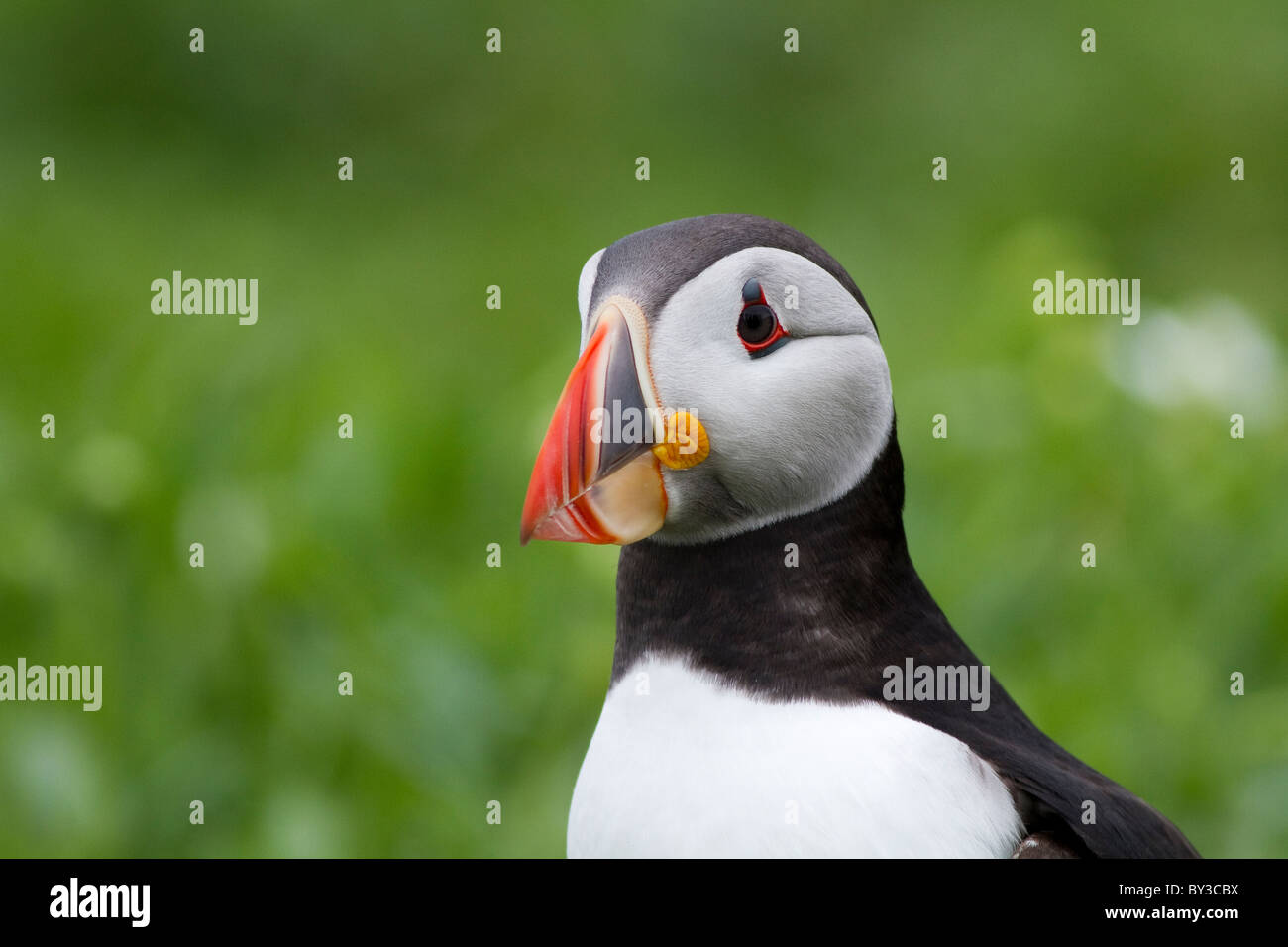 Atlantic puffin nesting on the ground at the farne island isles ...