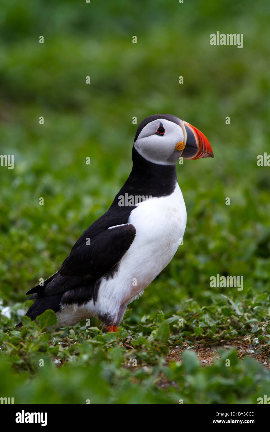 Atlantic puffin nesting on the ground at the farne island breeding ...