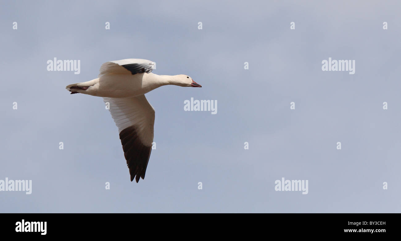 A Snow Goose up high on the wing Stock Photo - Alamy