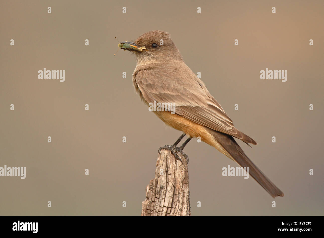 A Say's Phoebe perched with a grasshopper in it's beak Stock Photo - Alamy