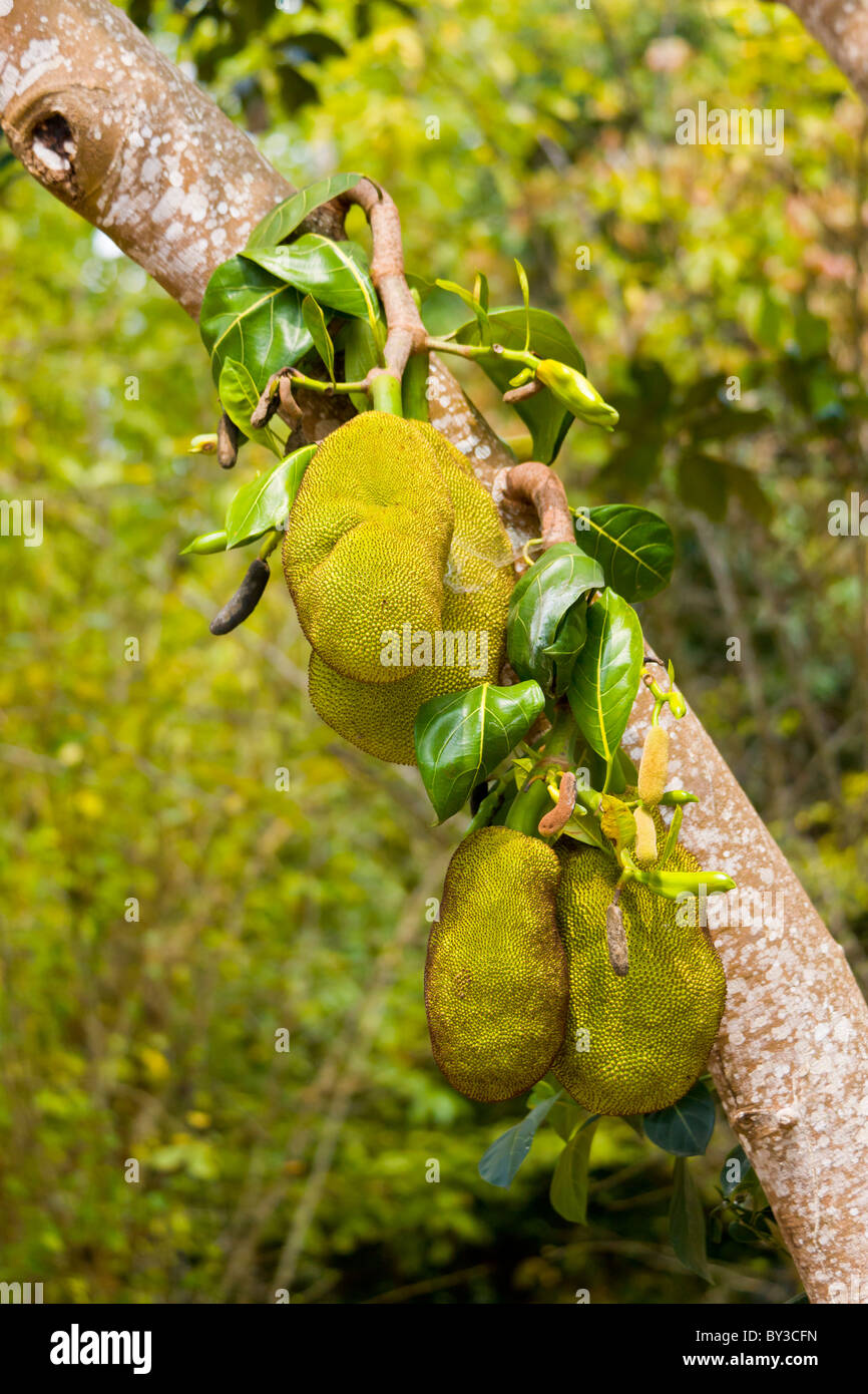 Xishuangbanna Tropical Botanical Garden, Menglun, Yunnan Province ...