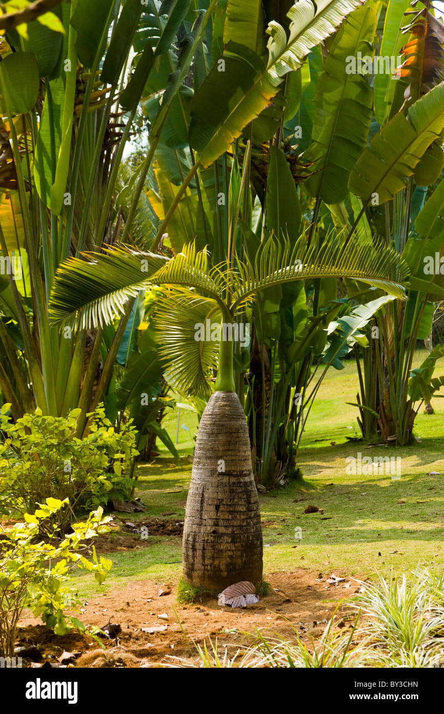 Xishuangbanna Tropical Botanical Garden, Menglun, Yunnan Province ...