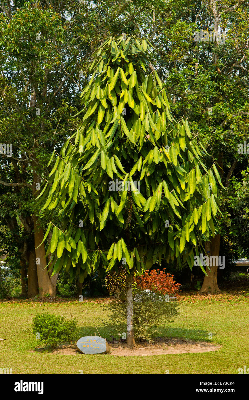 Xishuangbanna Tropical Botanical Garden, Menglun, Yunnan Province ...
