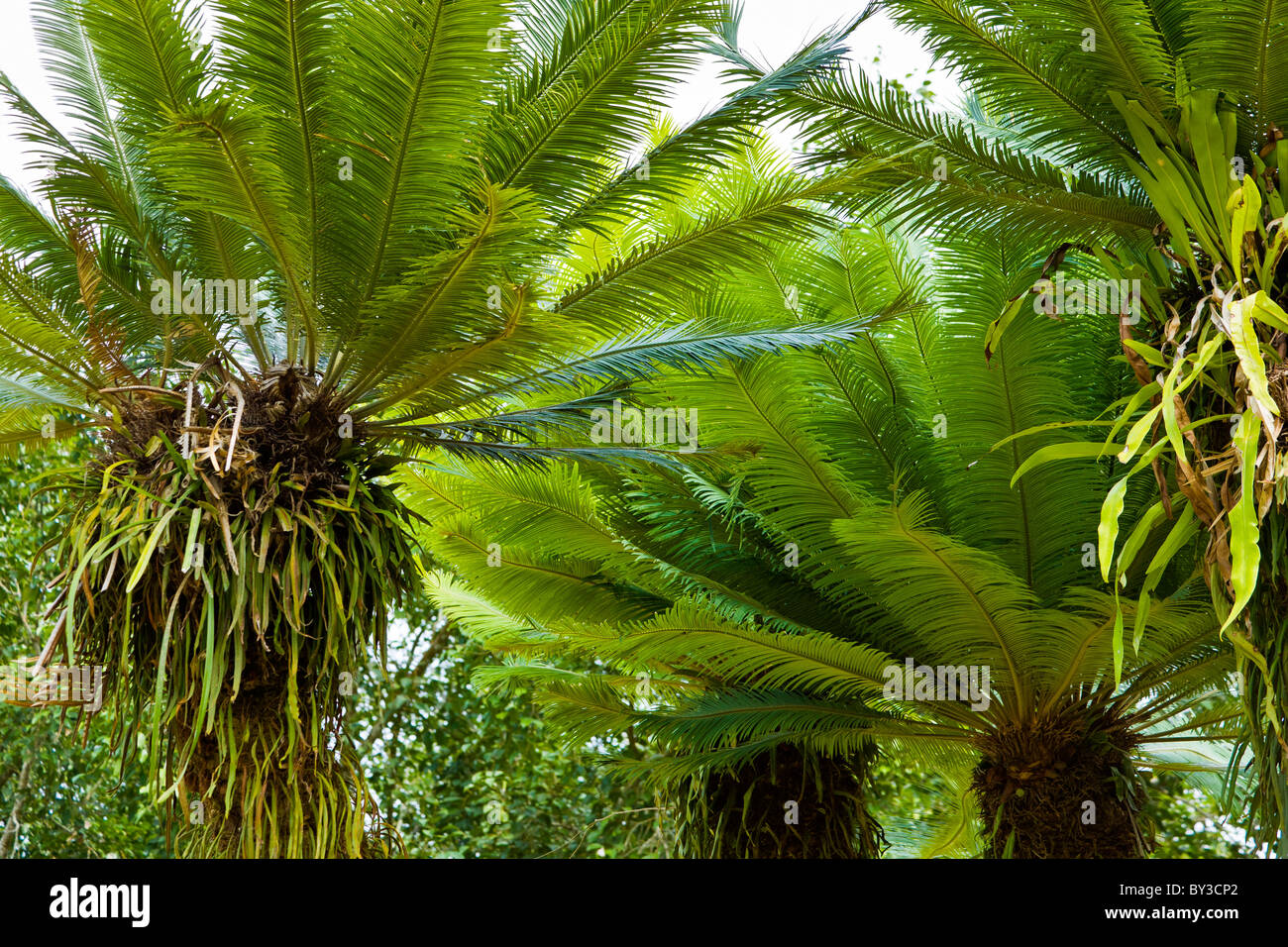 Xishuangbanna tropical botanical garden hi-res stock photography and ...