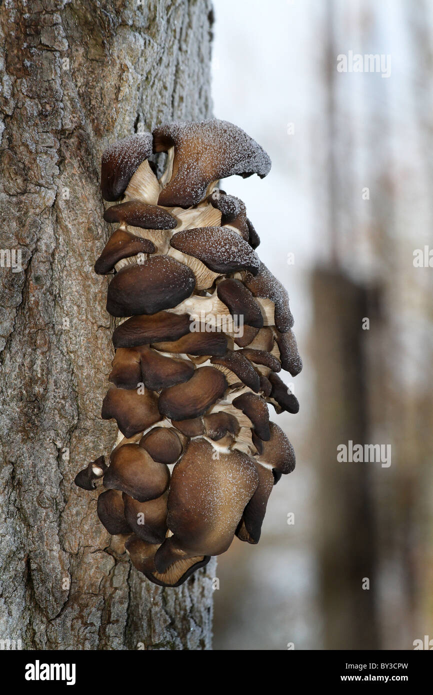 Fungus tree hi-res stock photography and images - Alamy