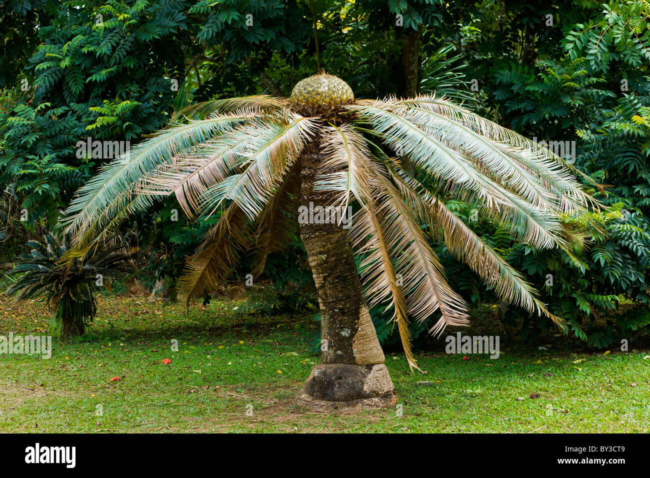 Xishuangbanna Tropical Botanical Garden, Menglun, Yunnan Province ...