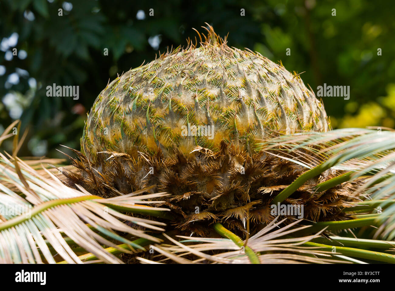 Xishuangbanna Tropical Botanical Garden, Menglun, Yunnan Province ...