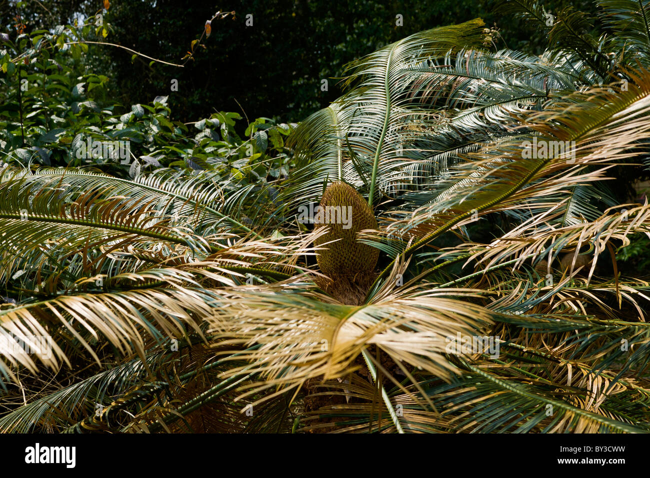 Xishuangbanna Tropical Botanical Garden, Menglun, Yunnan Province ...