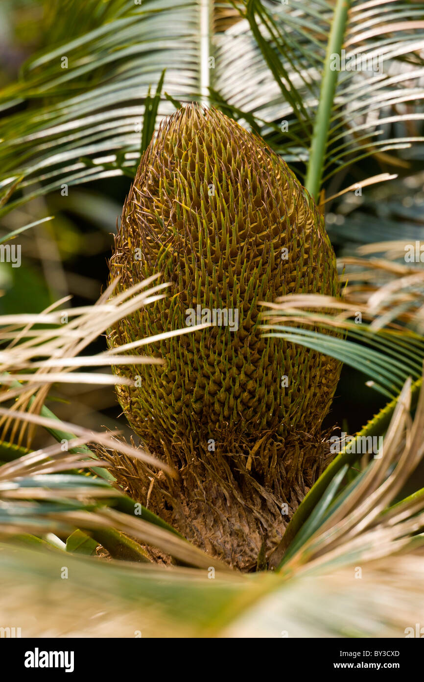 Xishuangbanna Tropical Botanical Garden, Menglun, Yunnan Province ...