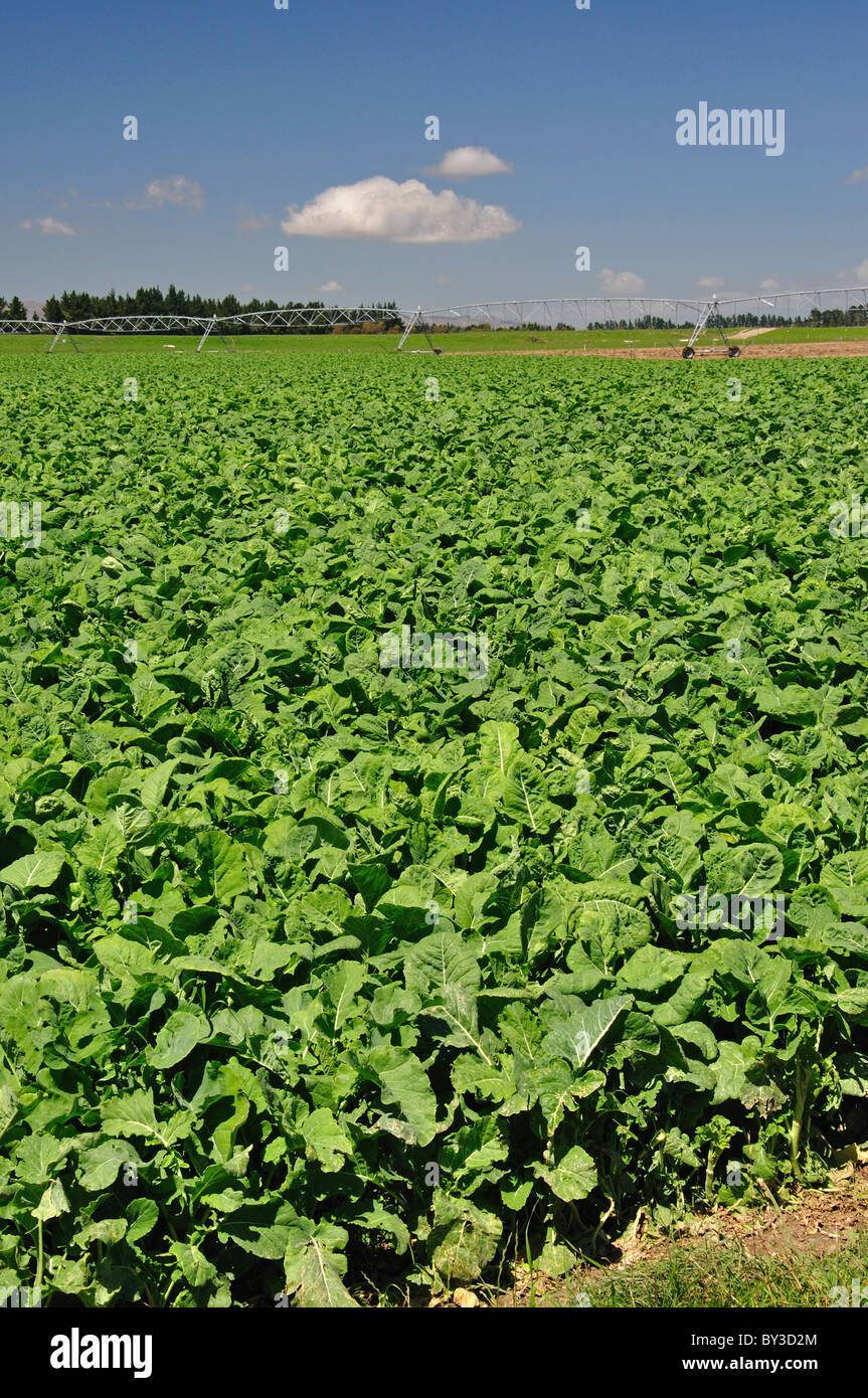 Green-leaved vegetables growing in field, near Rotherham, North ...