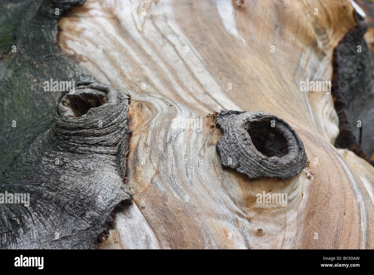 Tree knots hi-res stock photography and images - Alamy
