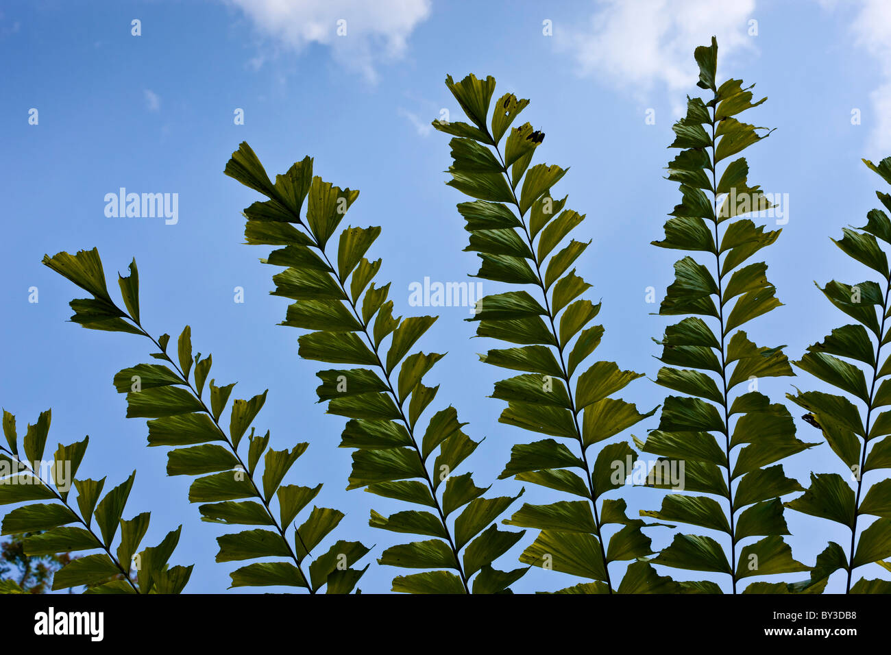 Xishuangbanna Tropical Botanical Garden, Menglun, Yunnan Province ...