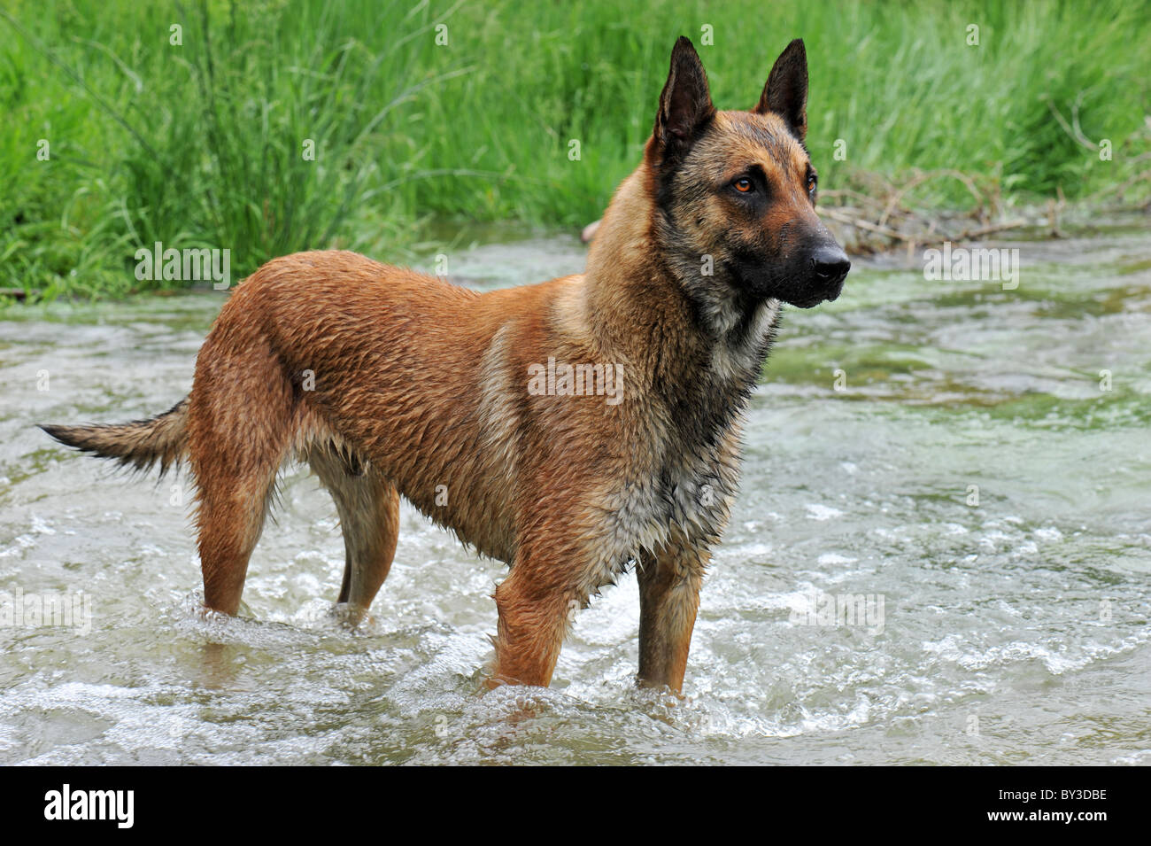 Belgian Shepherd Sheepdog
