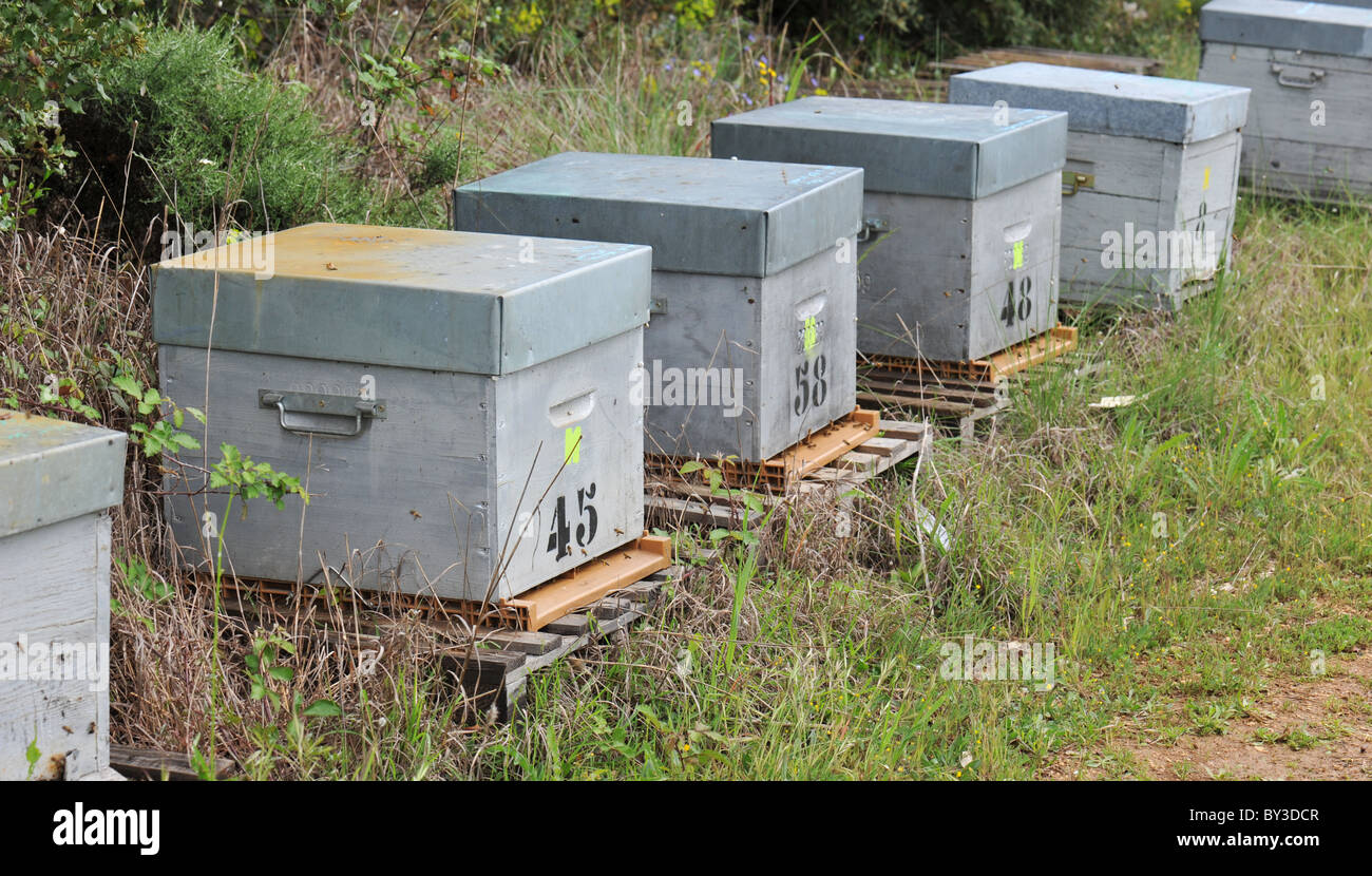 Bee hives in woods hi-res stock photography and images - Alamy