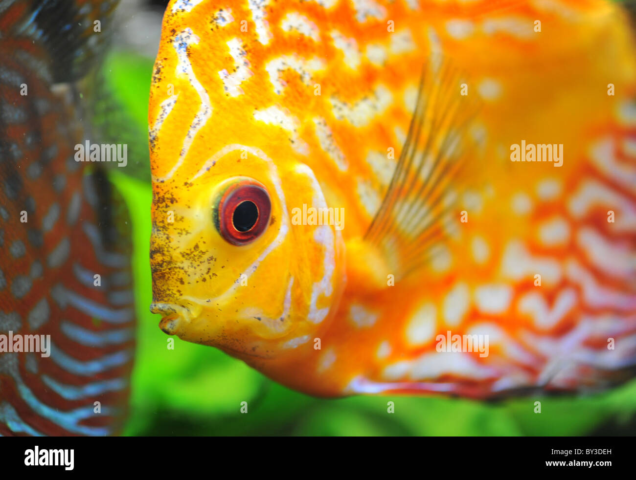 portrait of a red tropical Symphysodon discus fish in an aquarium Stock ...