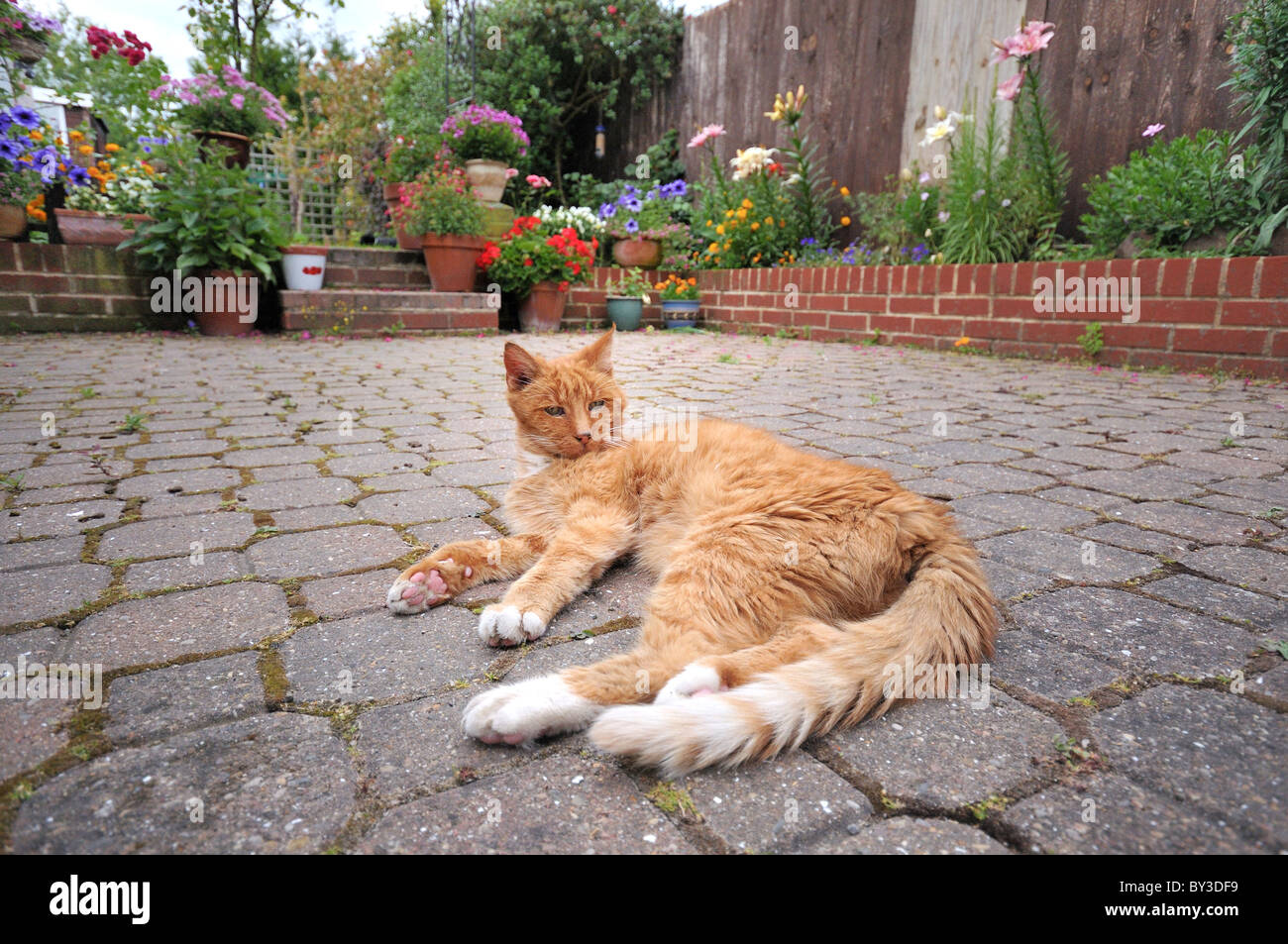 Cat sleeping on patio hi-res stock photography and images - Alamy