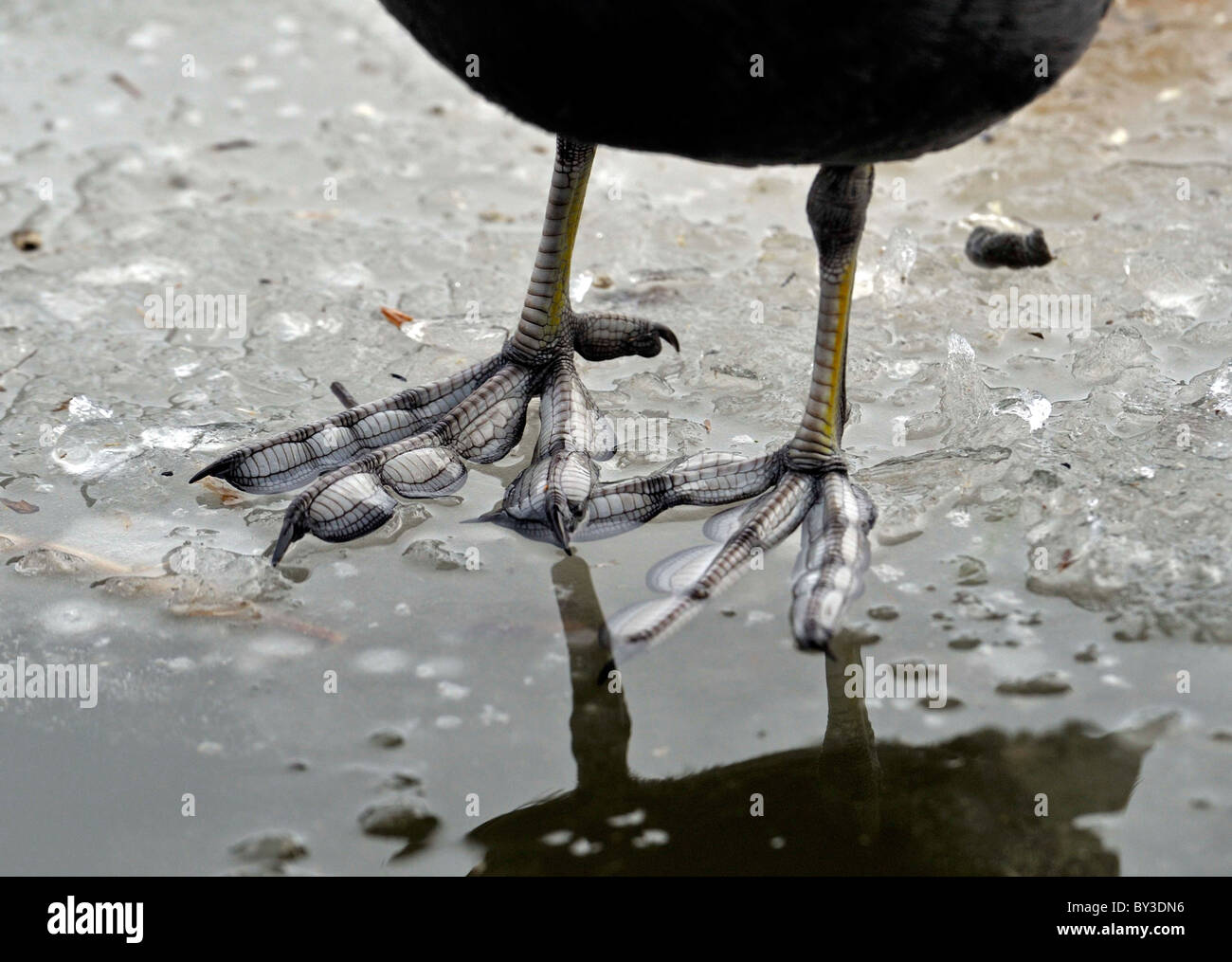 Types of Bird's feet. On ice. LOBED FEET. COOT Stock Photo - Alamy