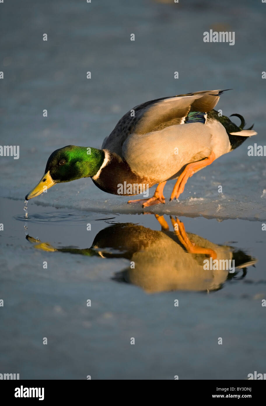 Mallard duck drinking on hi-res stock photography and images - Alamy