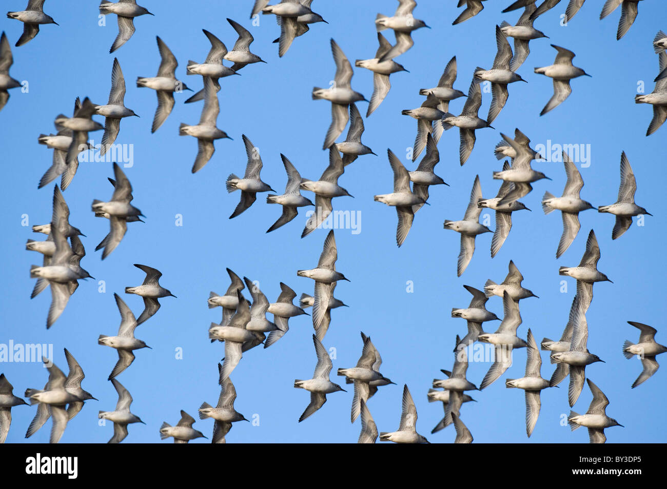 LARGE FLOCK OF KNOT. Calidris canutus. French: Bécasseau maubèche ...