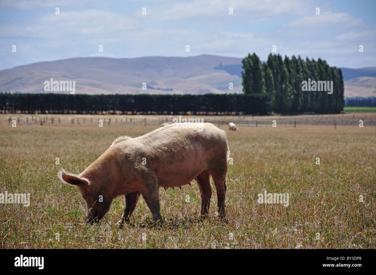 Waipara range hi-res stock photography and images - Alamy