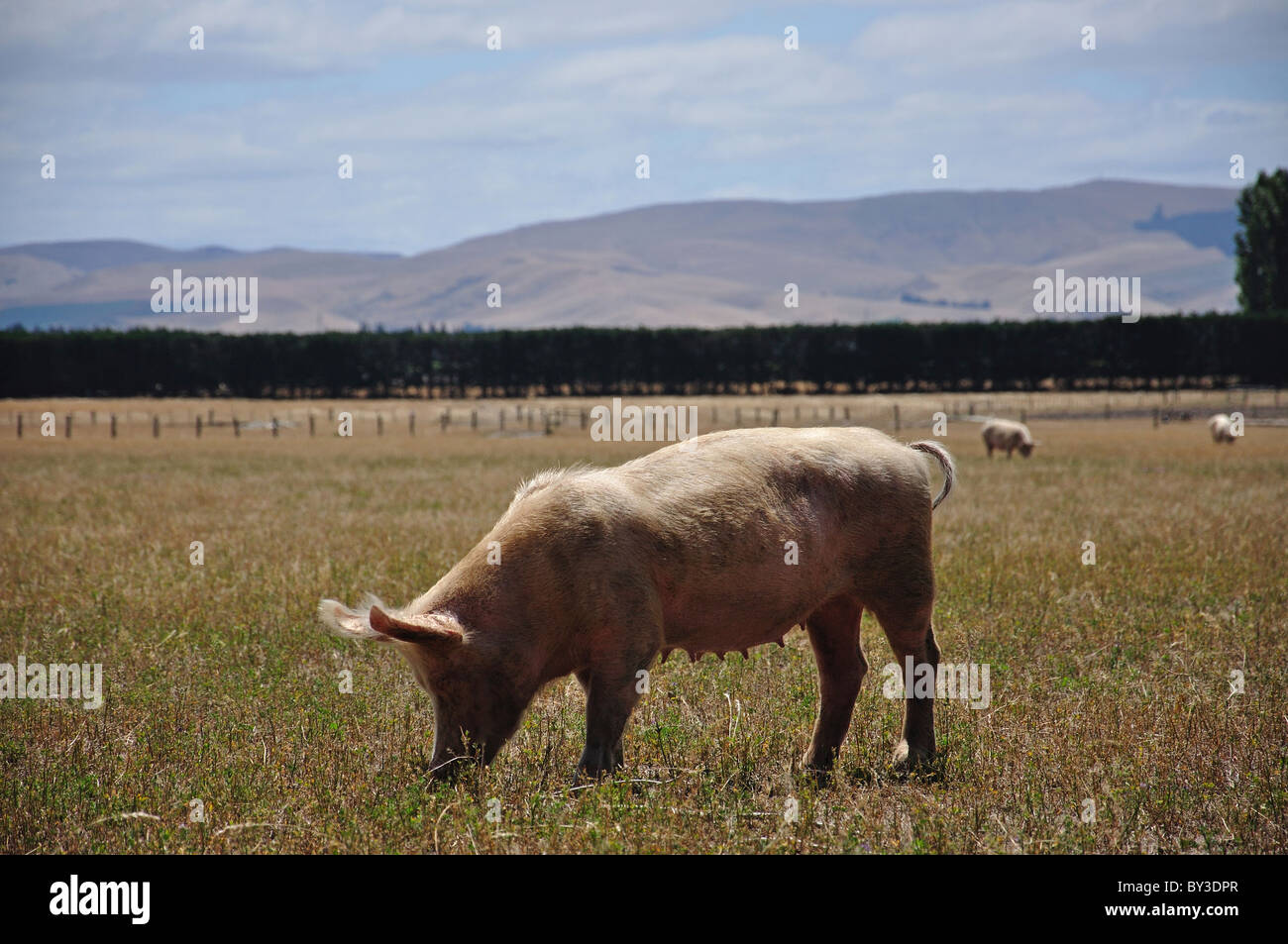 Pig farming, Waipara, North Canterbury, Canterbury Region, South Island ...