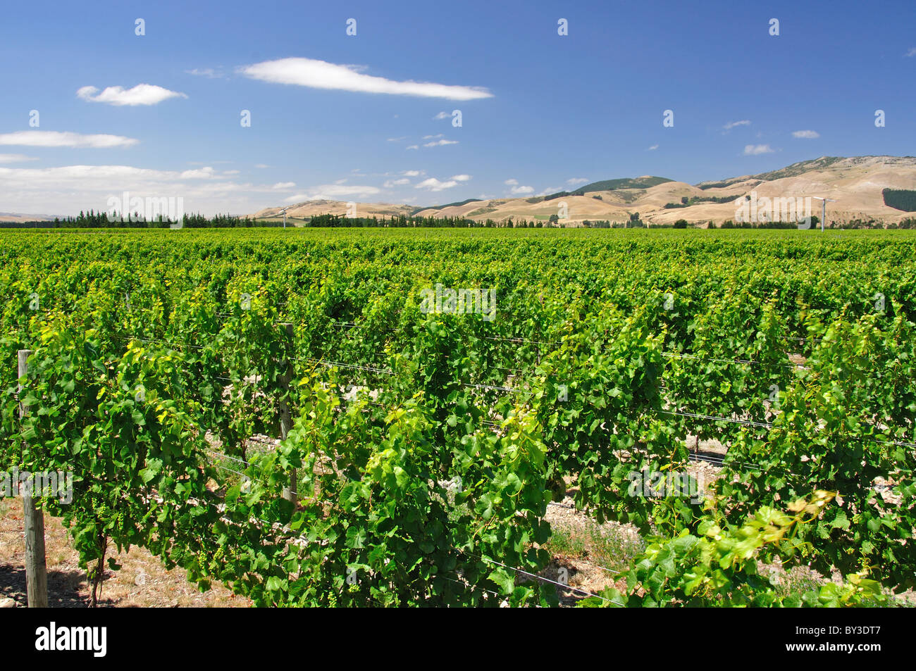 Vineyards of Waipara Hills (former Mud House) Winery, Waipara, North ...