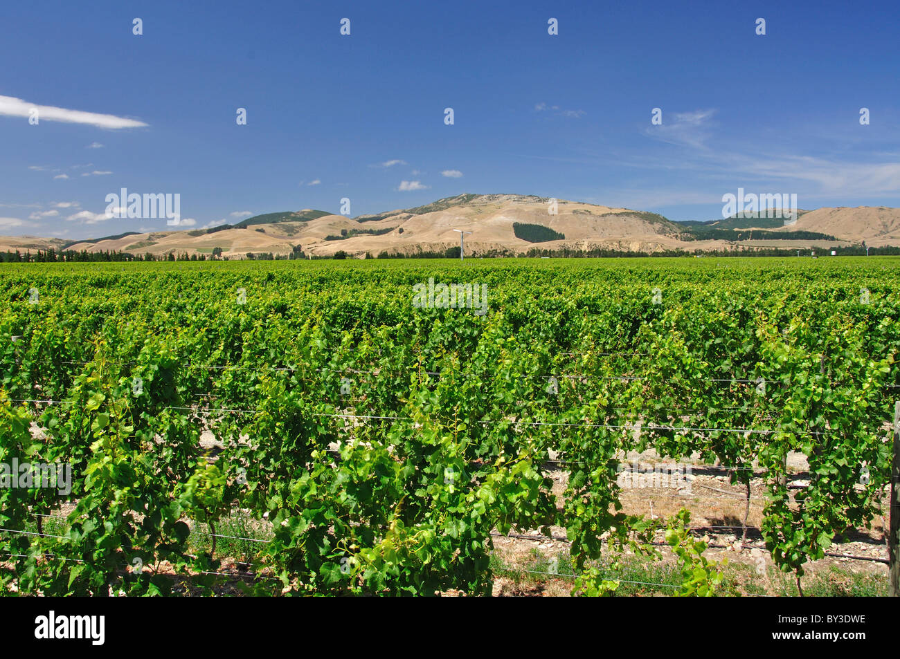 Vineyards of Waipara Hills (former Mud House) Winery, Waipara, North ...