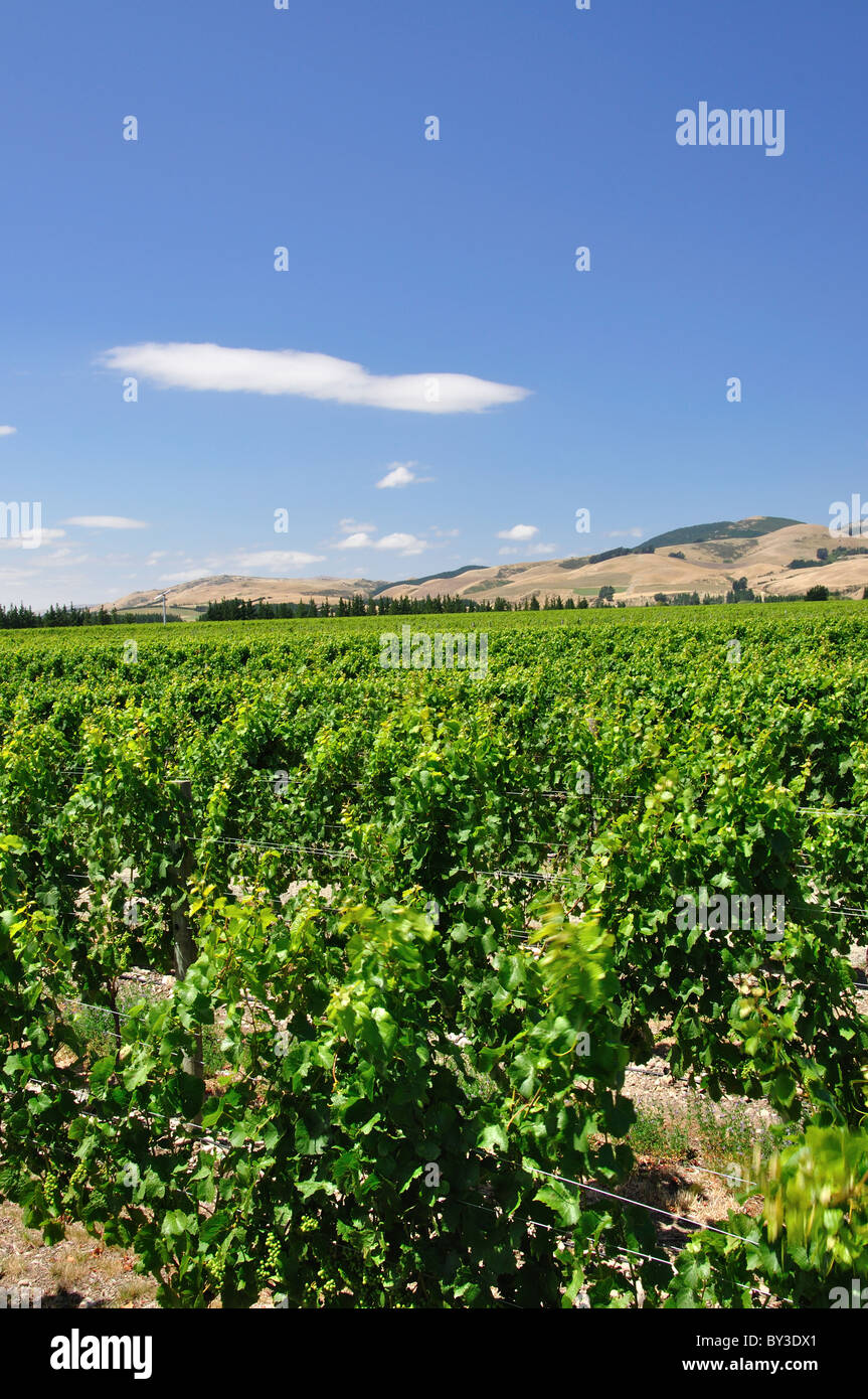 Vineyards of Waipara Hills (former Mud House) Winery, Waipara, North ...