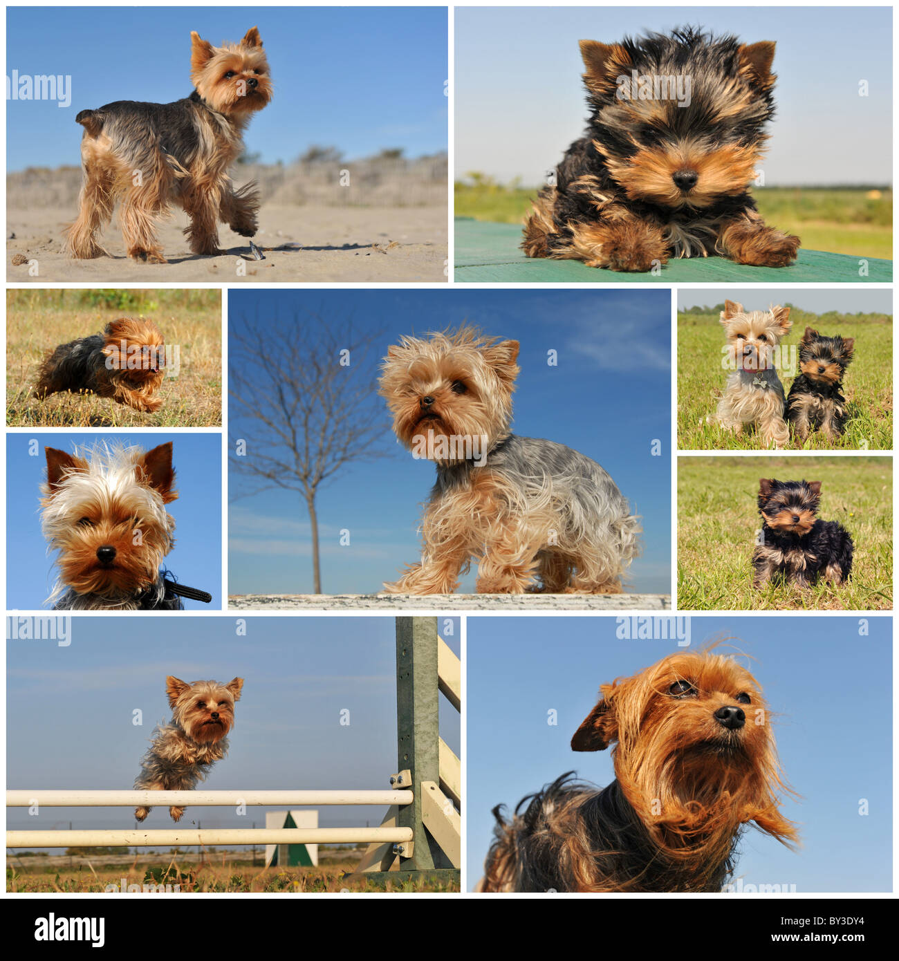 portrait of a purebred yorkshire terrier outdoors Stock Photo - Alamy