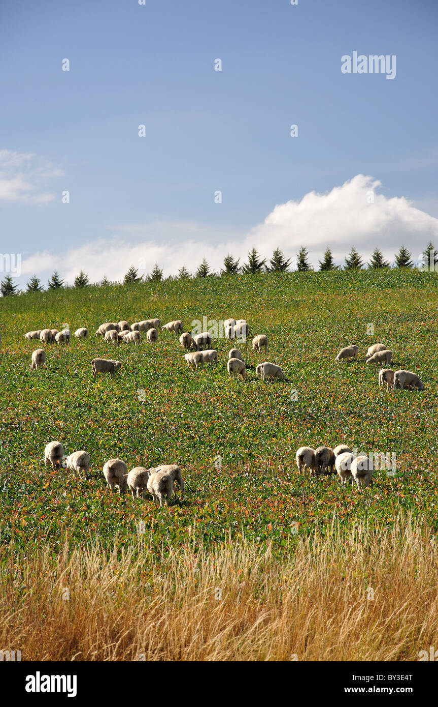 Hurunui district hi-res stock photography and images - Alamy