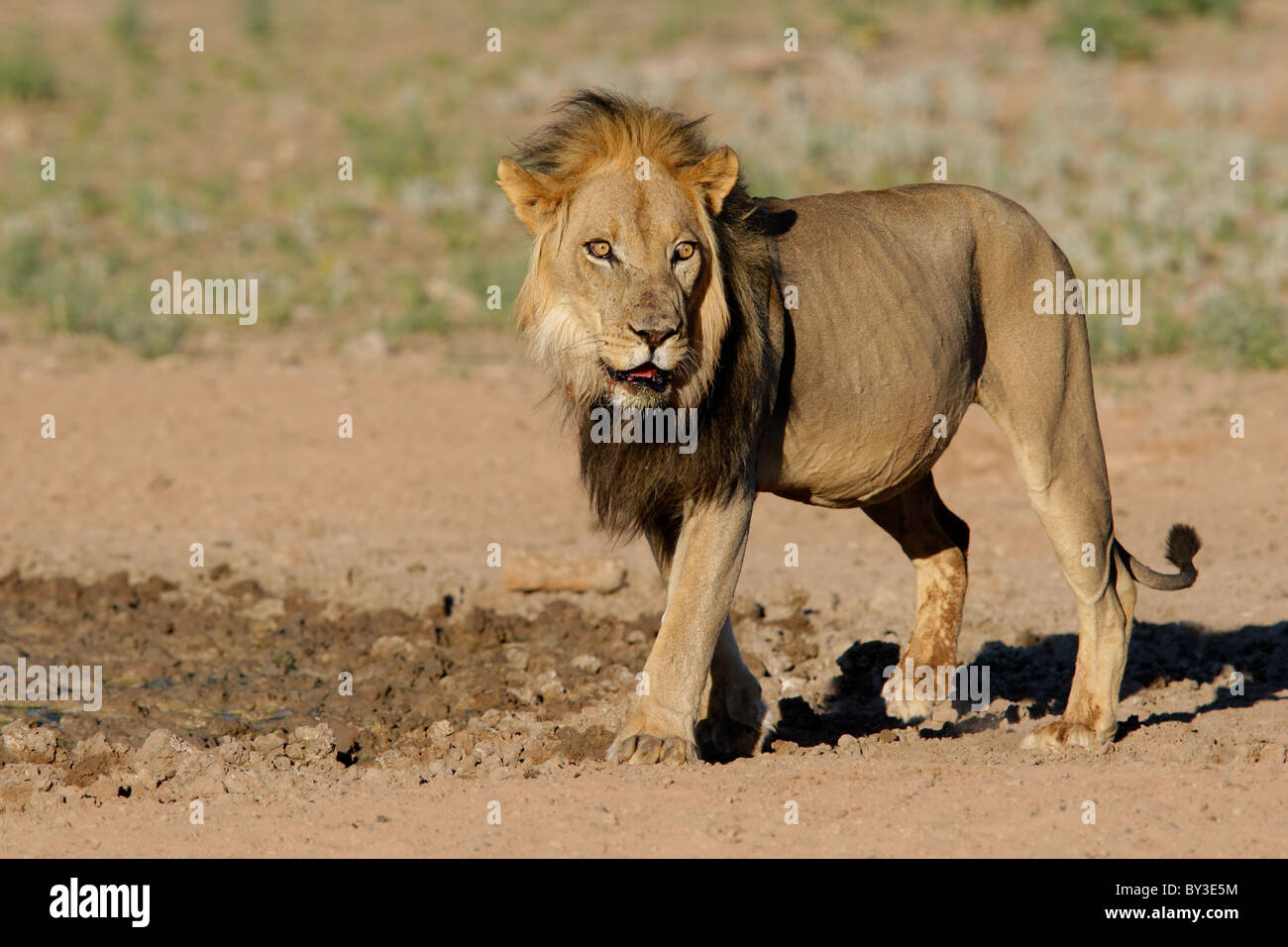 Big, black-maned African lion (Panthera leo), Kgalagadi Transfrontier ...