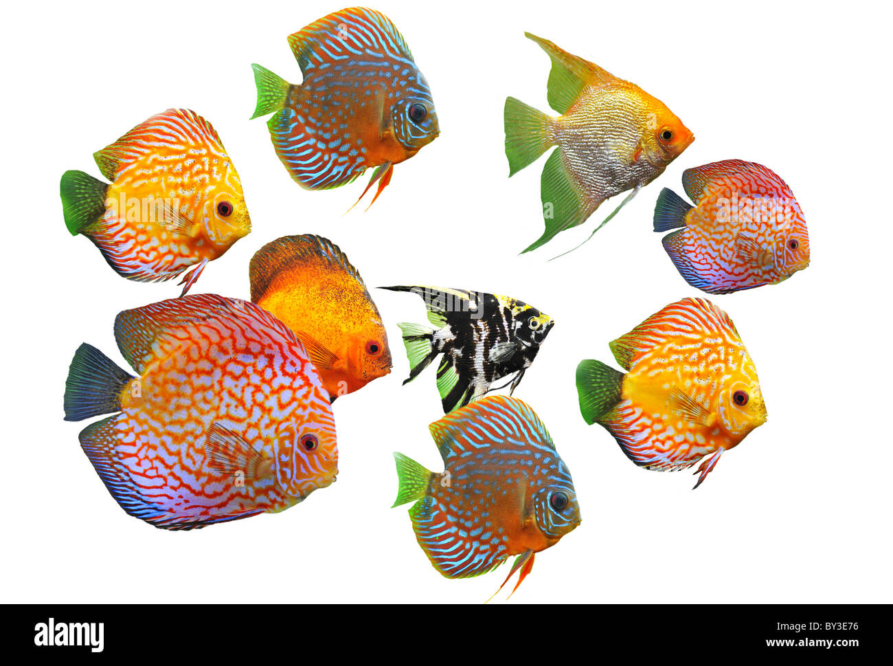 Underwater fish group Cut Out Stock Images & Pictures - Alamy