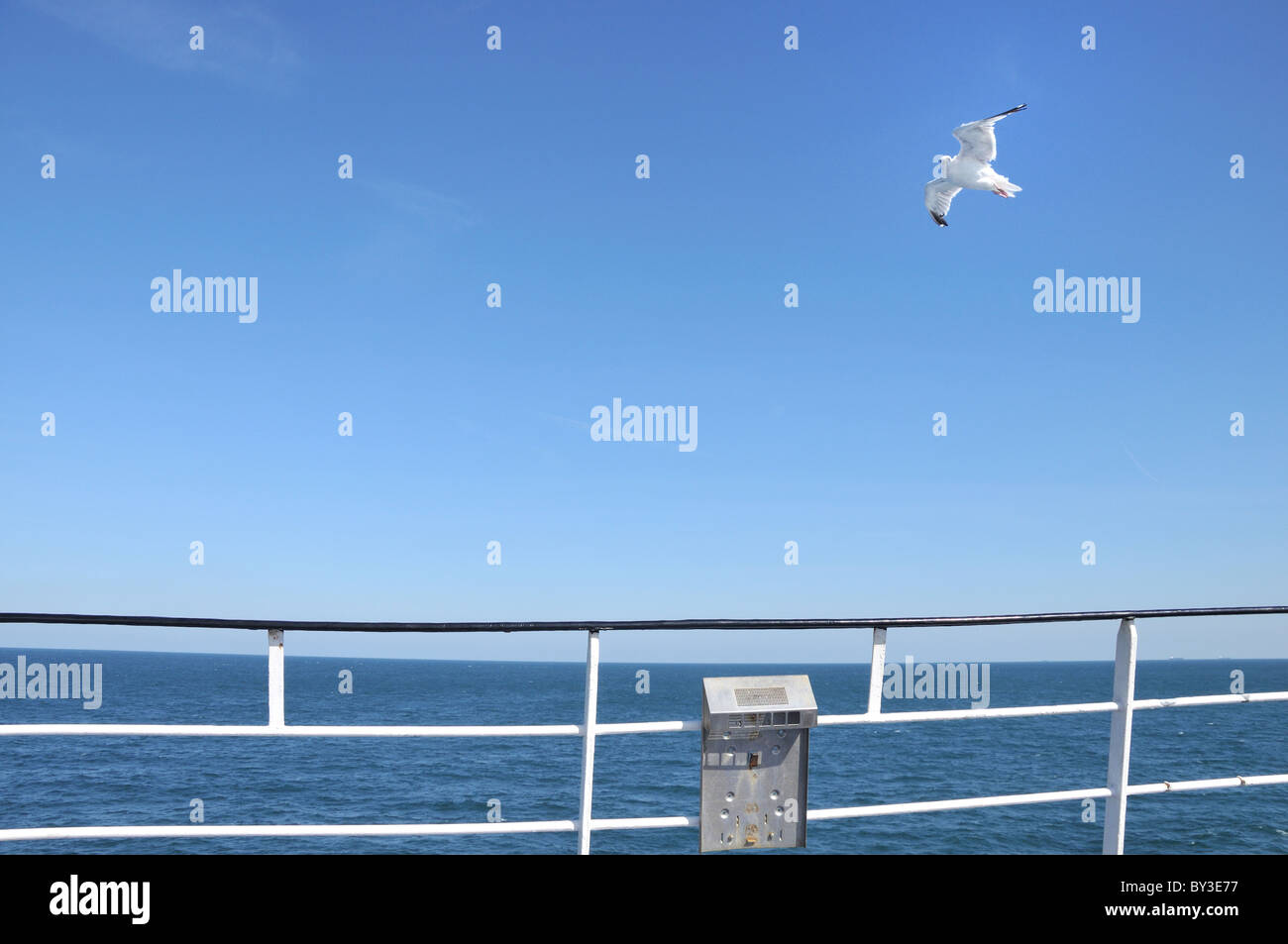 Herring Gull flying along a ferry (seagull Stock Photo - Alamy