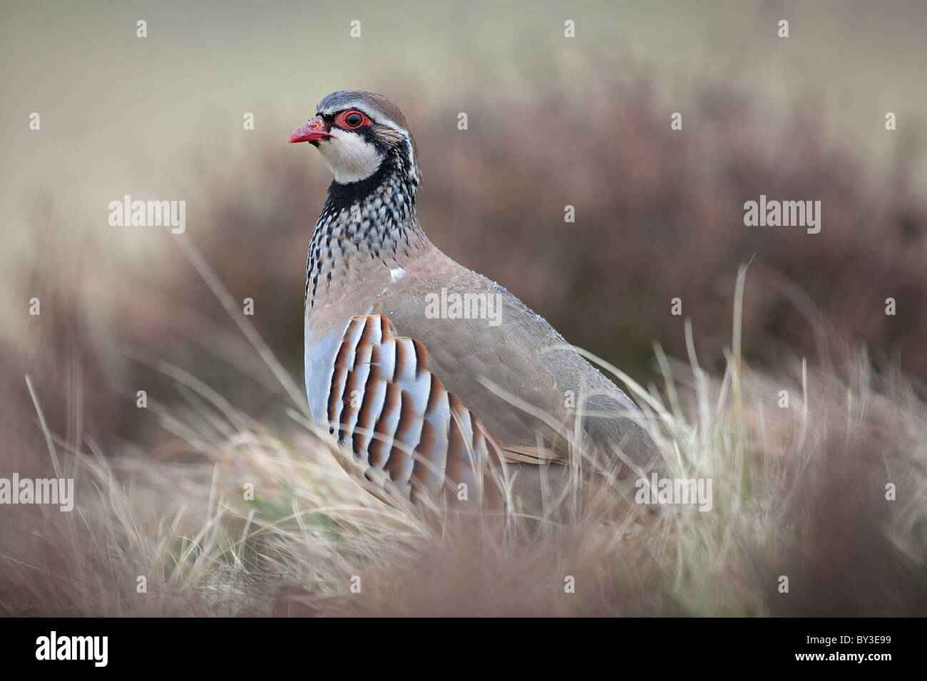 Red legged partridge shooting hi-res stock photography and images - Alamy