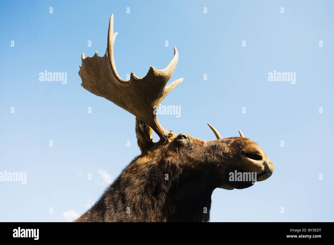 USA, New York State, Moose head against blue sky, low angle view Stock ...