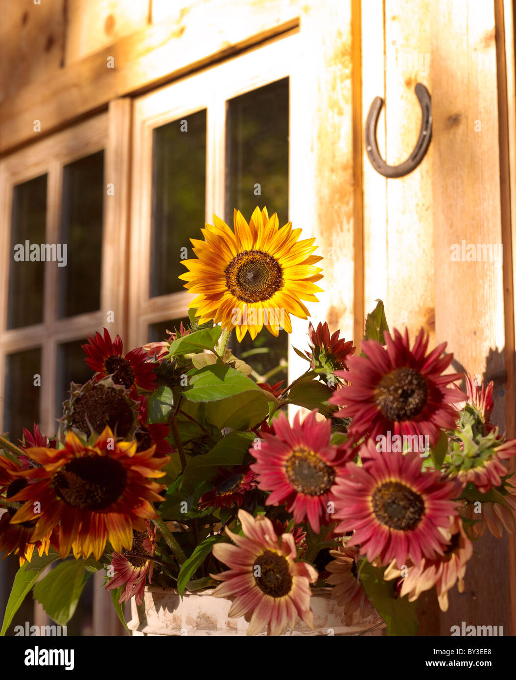 Sunflowers flowering hi-res stock photography and images - Alamy