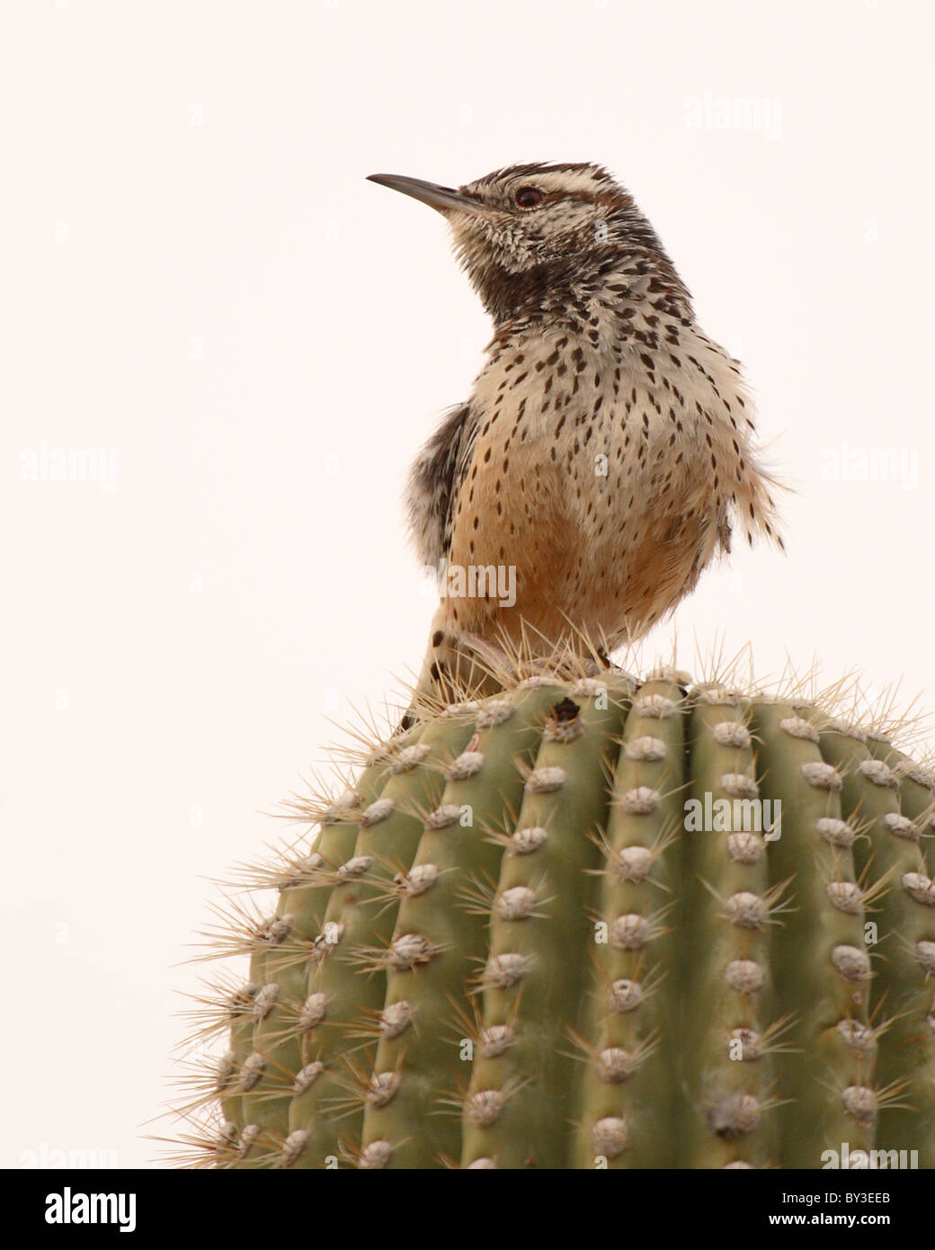 Desert wren hi-res stock photography and images - Alamy