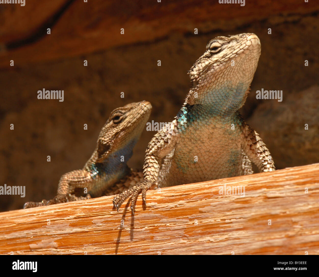 A pair of Lizards looking down from on high Stock Photo - Alamy