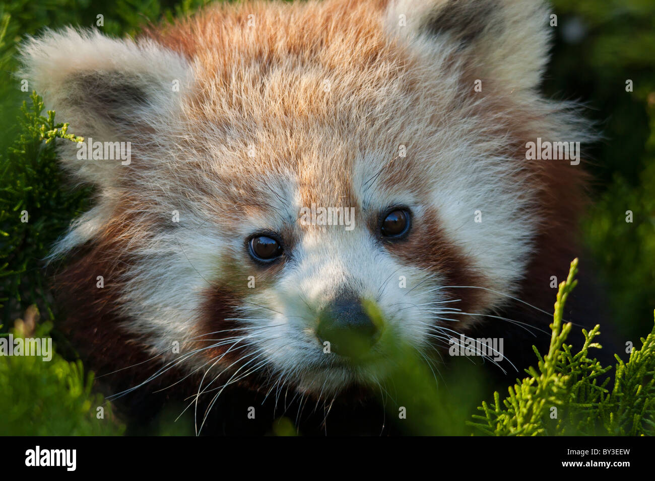 Red panda portrait Stock Photo - Alamy