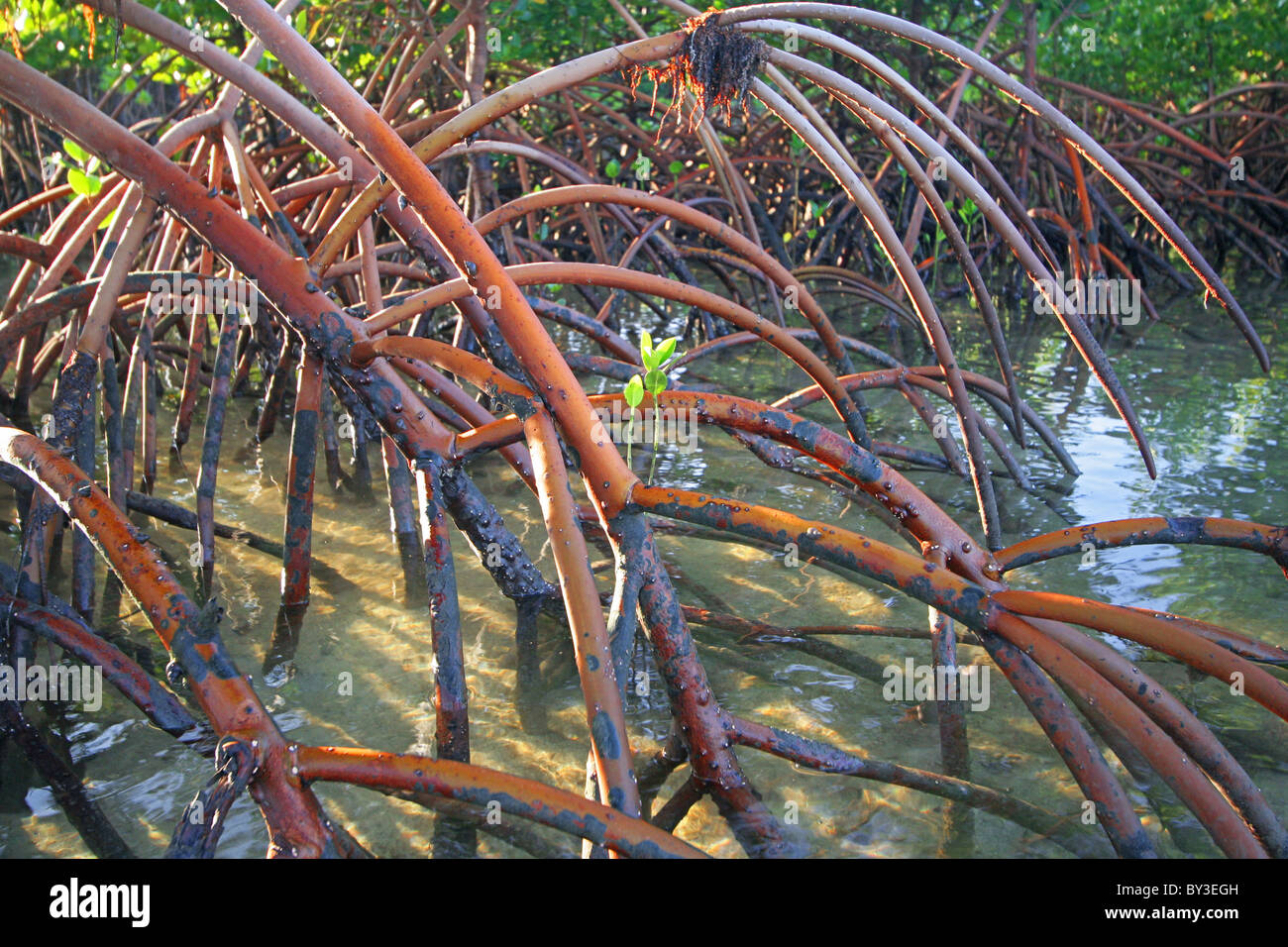 Mangrove trees and roots in a tidal estuary in Fiji Stock Photo - Alamy