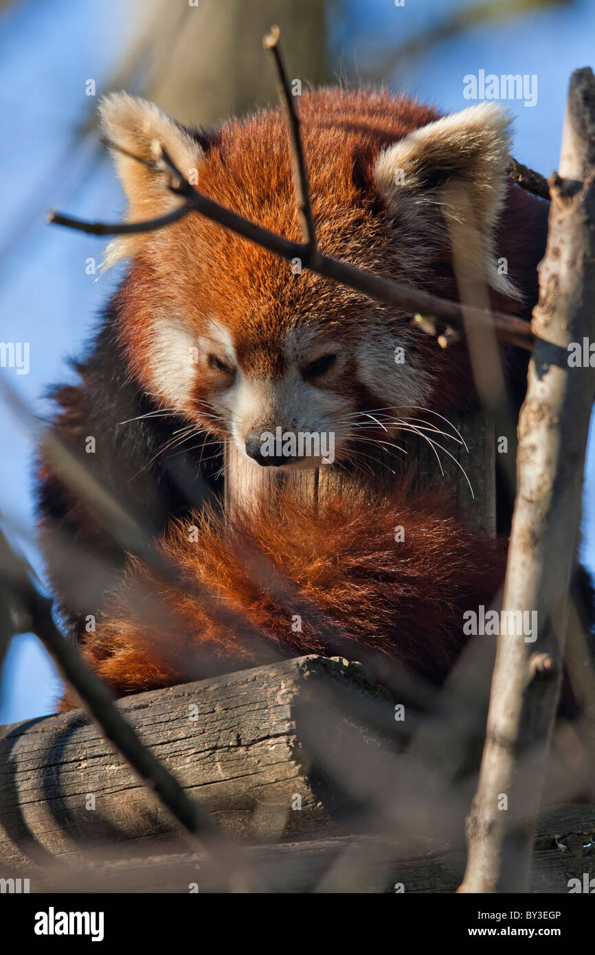Panda land hi-res stock photography and images - Alamy