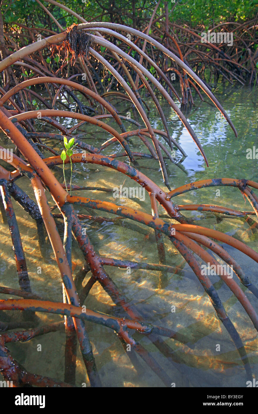 Mangrove trees and roots in a tidal estuary in Fiji Stock Photo - Alamy