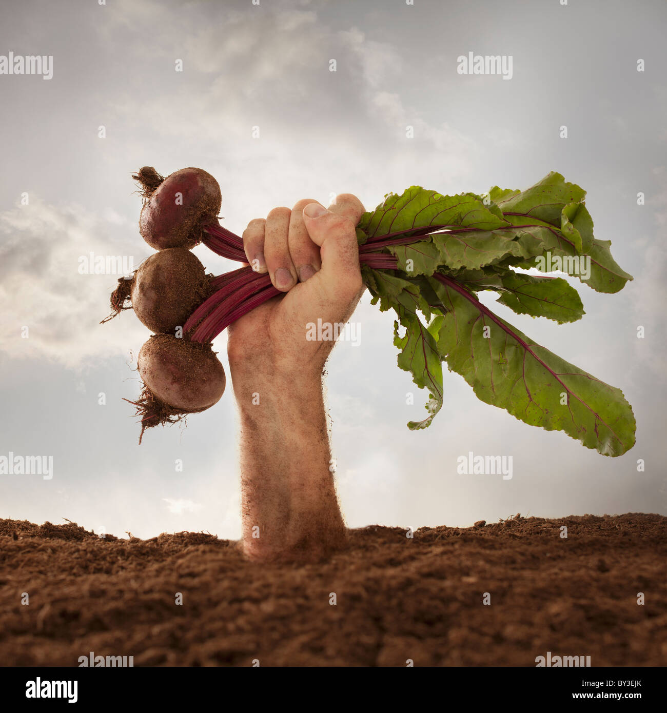 Human hand holding red beetroot, studio shot Stock Photo - Alamy